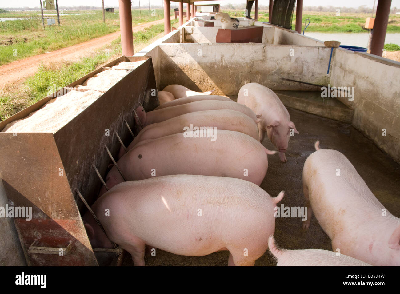 Landrace pigs in a sty Kafue Zambia Africa Stock Photo - Alamy