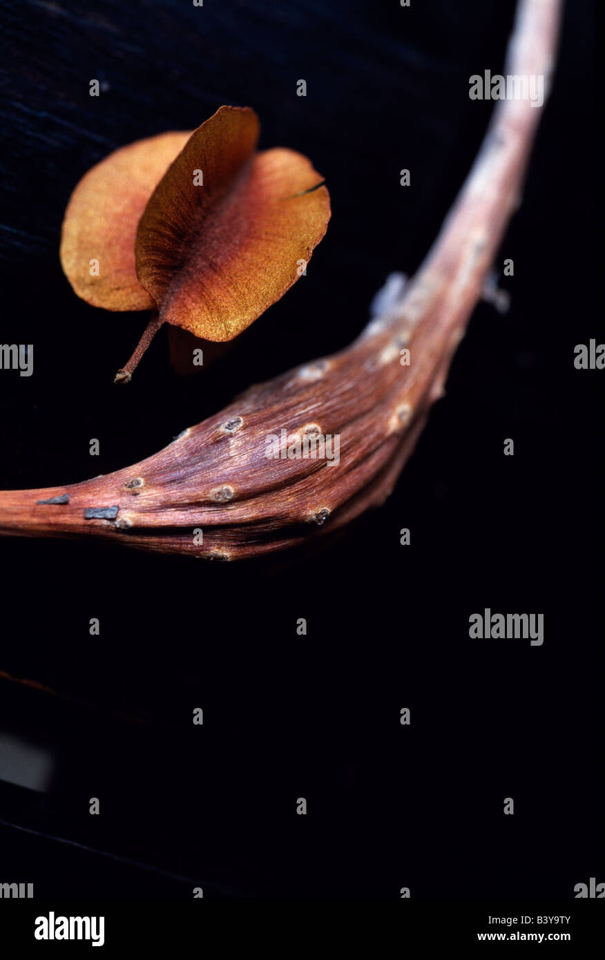 Winged seed pods hi-res stock photography and images - Alamy