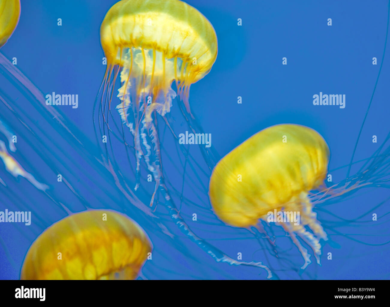 Chrysaora sp hi-res stock photography and images - Alamy