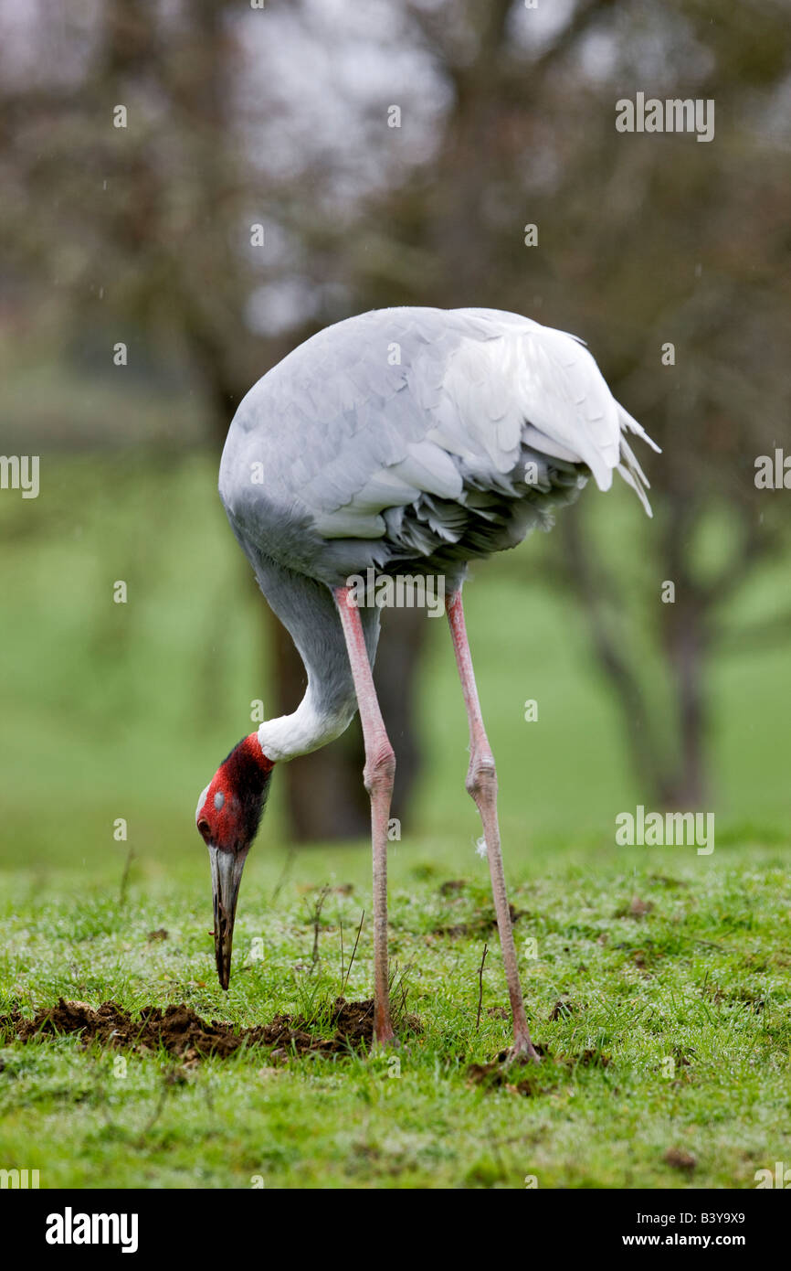 Sarus Crane with worm in beak Wildlife Safari Wnston Oregon Stock Photo ...