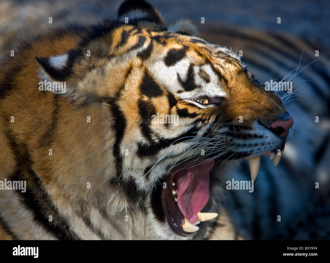 West coast game park hi-res stock photography and images - Alamy