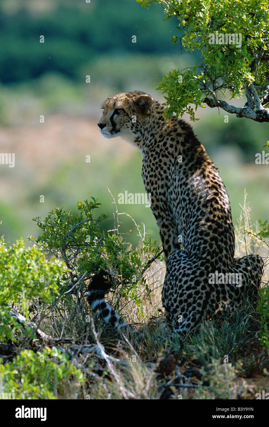 South Africa, Eastern cape, Kwandwe. Female cheetah rests in the shade ...