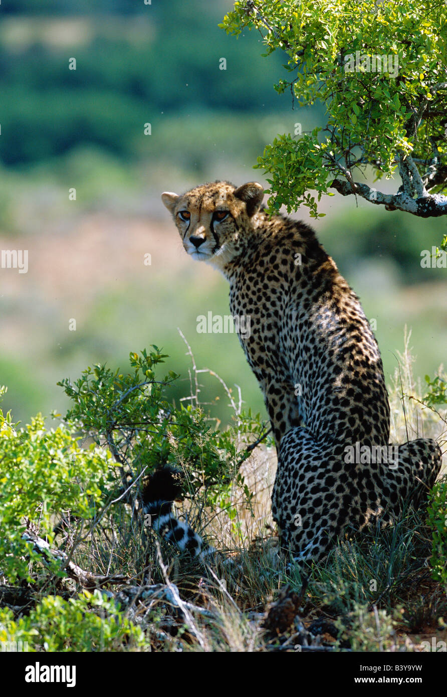 South Africa, Eastern cape, Kwandwe. A female cheetah rests in the ...