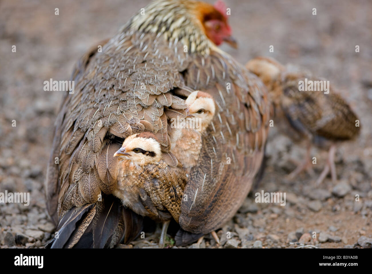 Hawaii state park hi-res stock photography and images - Alamy
