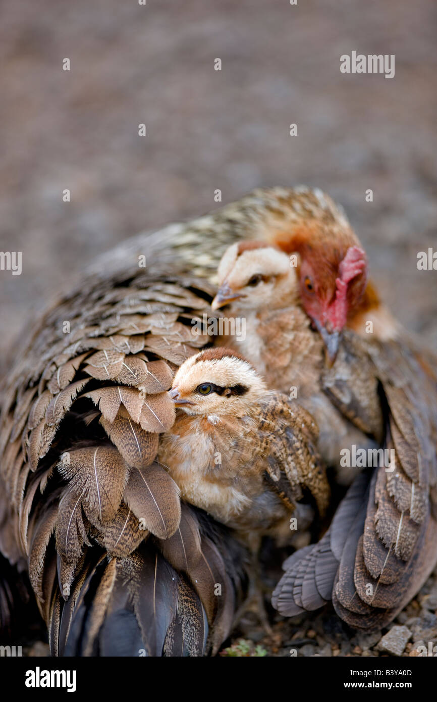 Hen chicken with chicks Wild Koke e State Park Waimea Canyon Kauai ...