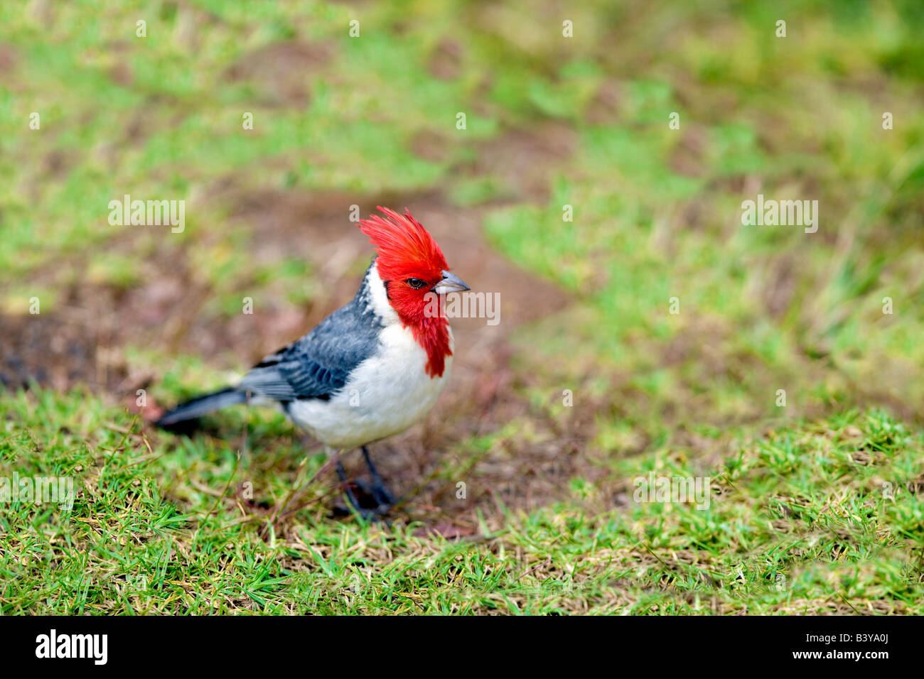 Red Crested Cardinal Paroaria coronata Kauai Hawaii Stock Photo - Alamy