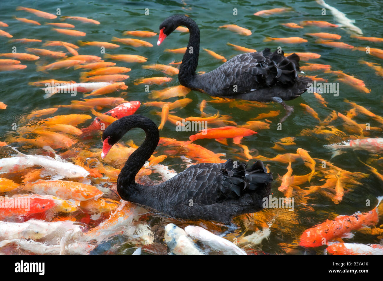 Black Swan and Koi fish Hyatt hotel Kauai Hawaii Stock Photo - Alamy