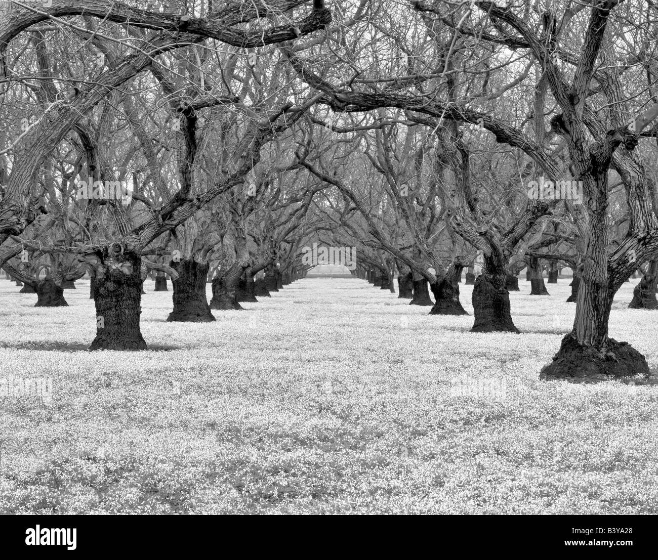 Legume farm Black and White Stock Photos & Images - Alamy