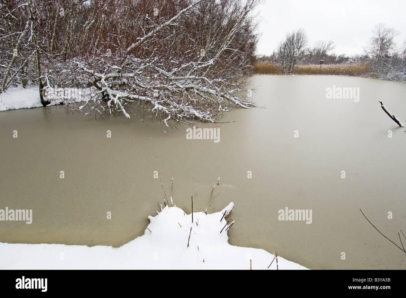 Frozen pond in winter light Stock Photo - Alamy