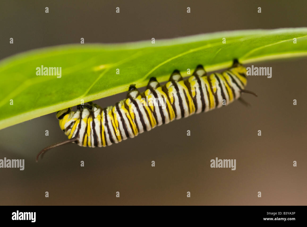 USA, CA, Pismo Beach. Monarch Butterfly (Danaus plexippus) larval stage ...