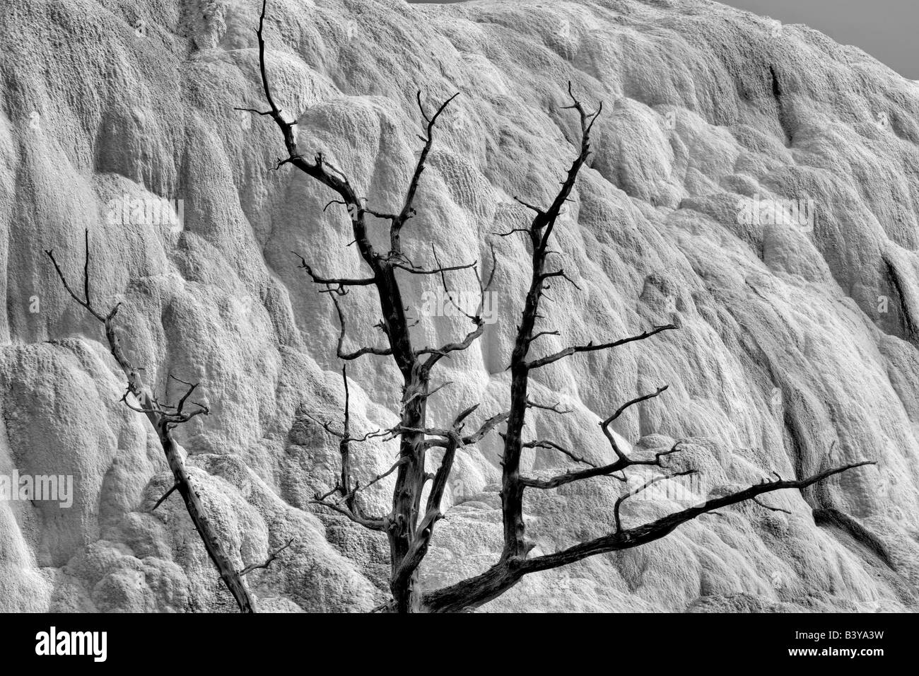 Dead tree and calcium hot spring formations at Mammoth Hot Springs ...