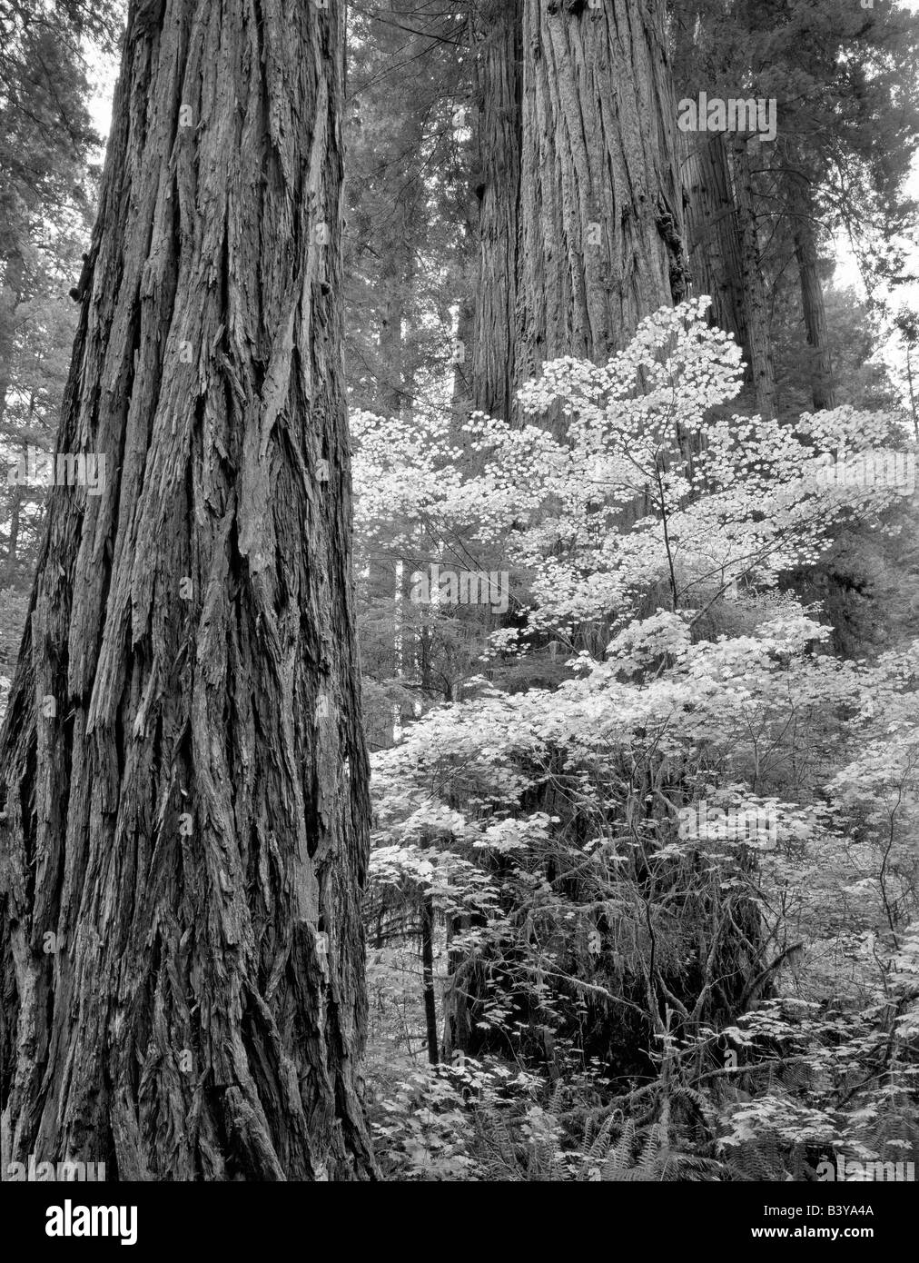 Redwood national park and redwood tree Black and White Stock Photos ...