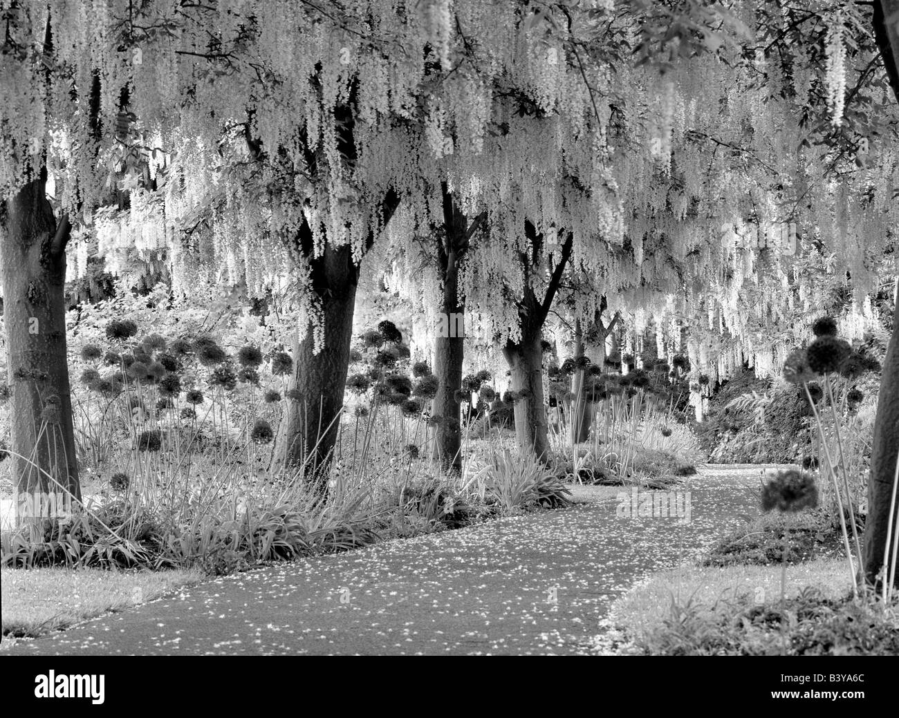 Laburnum tree Black and White Stock Photos & Images - Alamy