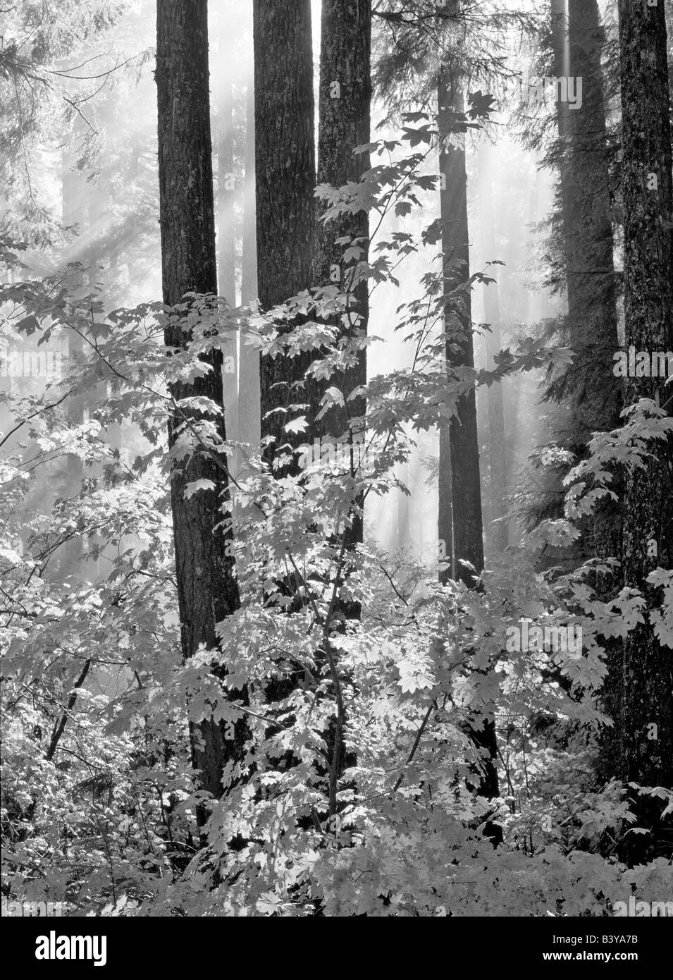 Fall colored maple in evergreen forest Stock Photo - Alamy