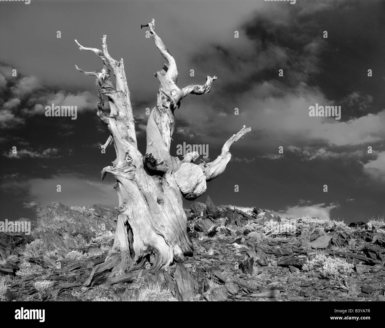 Pine trees in large Black and White Stock Photos & Images - Alamy