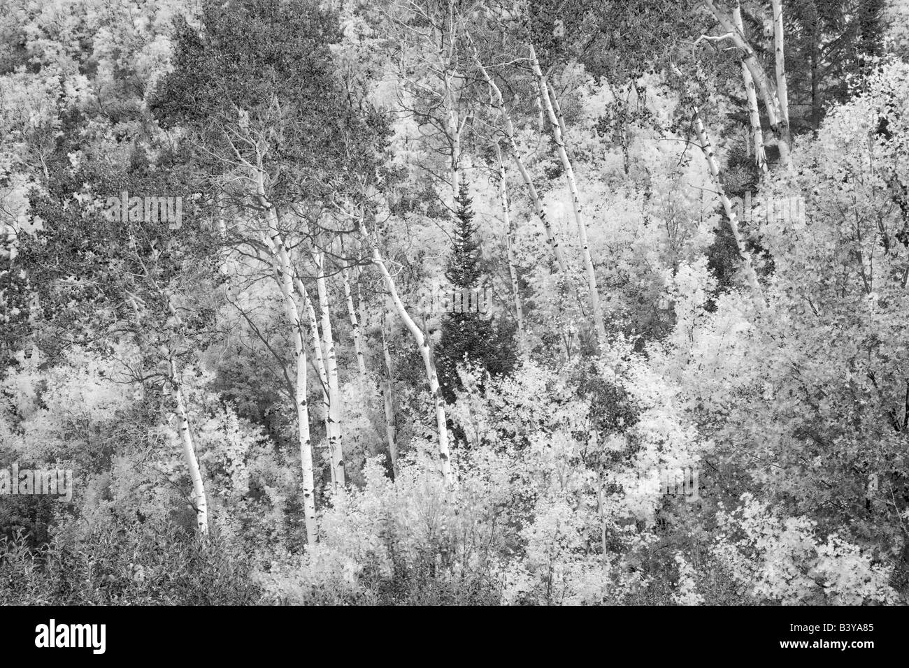 Mixed varieties of maple trees with aspens in fall color Targhee ...