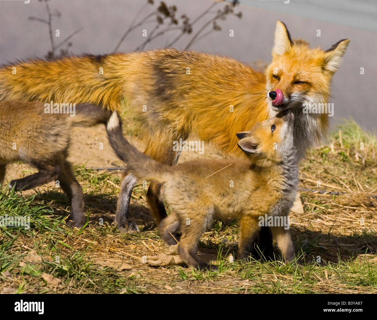 Red fox mother and kits hi-res stock photography and images - Alamy