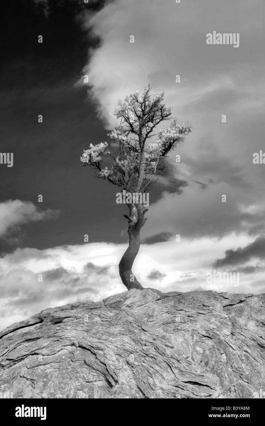 Lone stuggling pine tree growing out of huge rock boulder Yellowstone ...