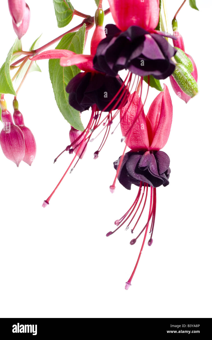 A fuchsia plant isolated on a white background Stock Photo - Alamy