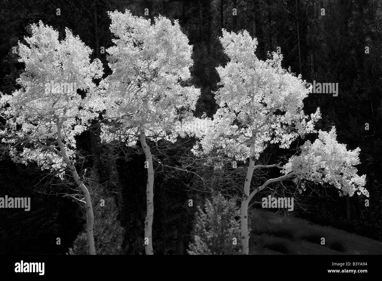Aspen trees yellowstone hi-res stock photography and images - Alamy