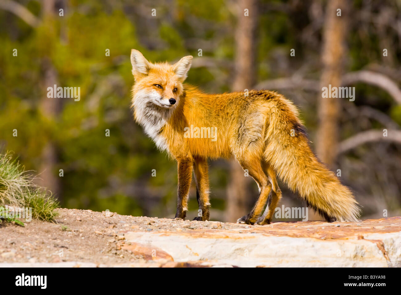 USA, Colorado, Breckenridge. Portrait of red fox mother Stock Photo - Alamy