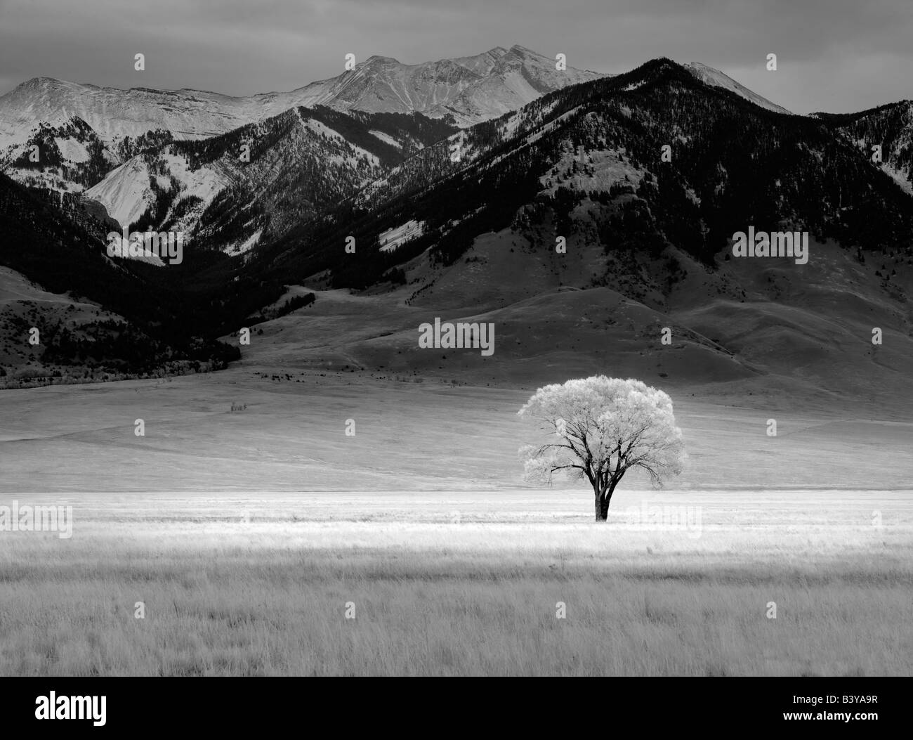 Lone Single Pasture High Resolution Stock Photography and Images - Alamy