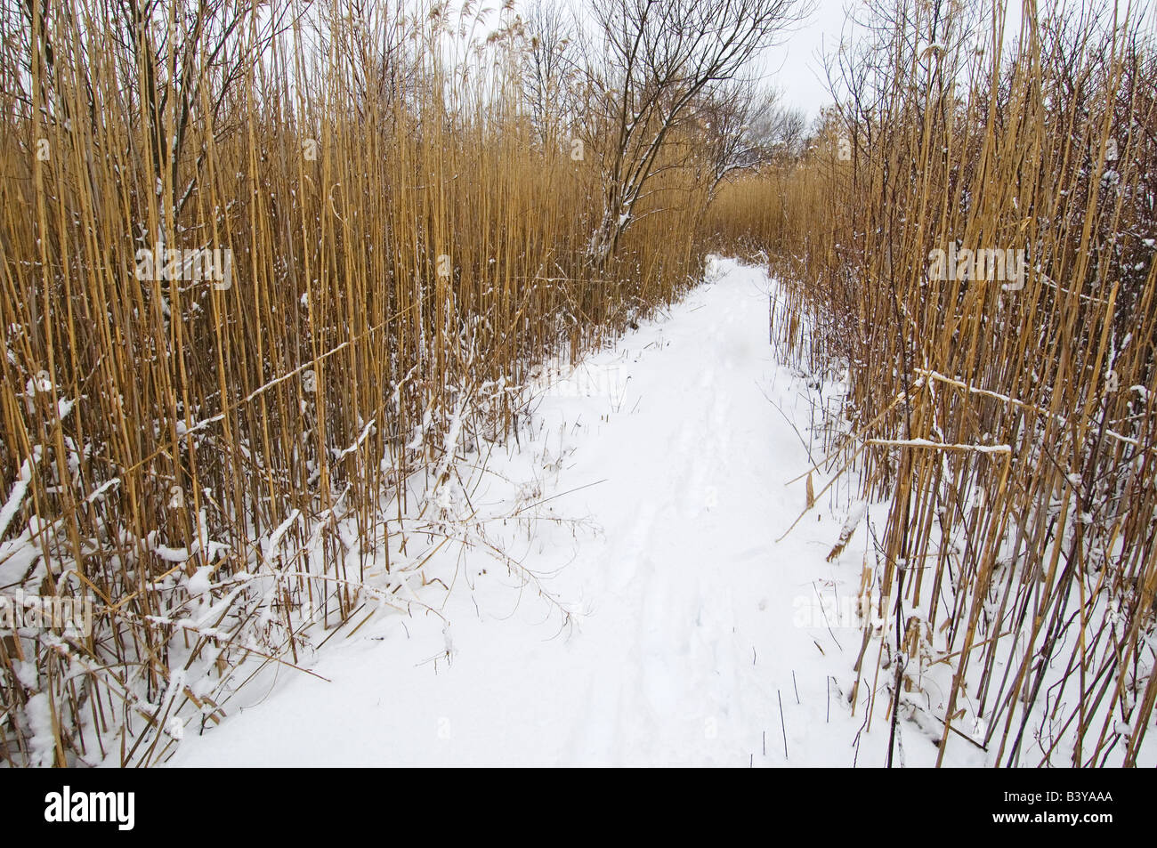 Salt marsh winter hi-res stock photography and images - Alamy