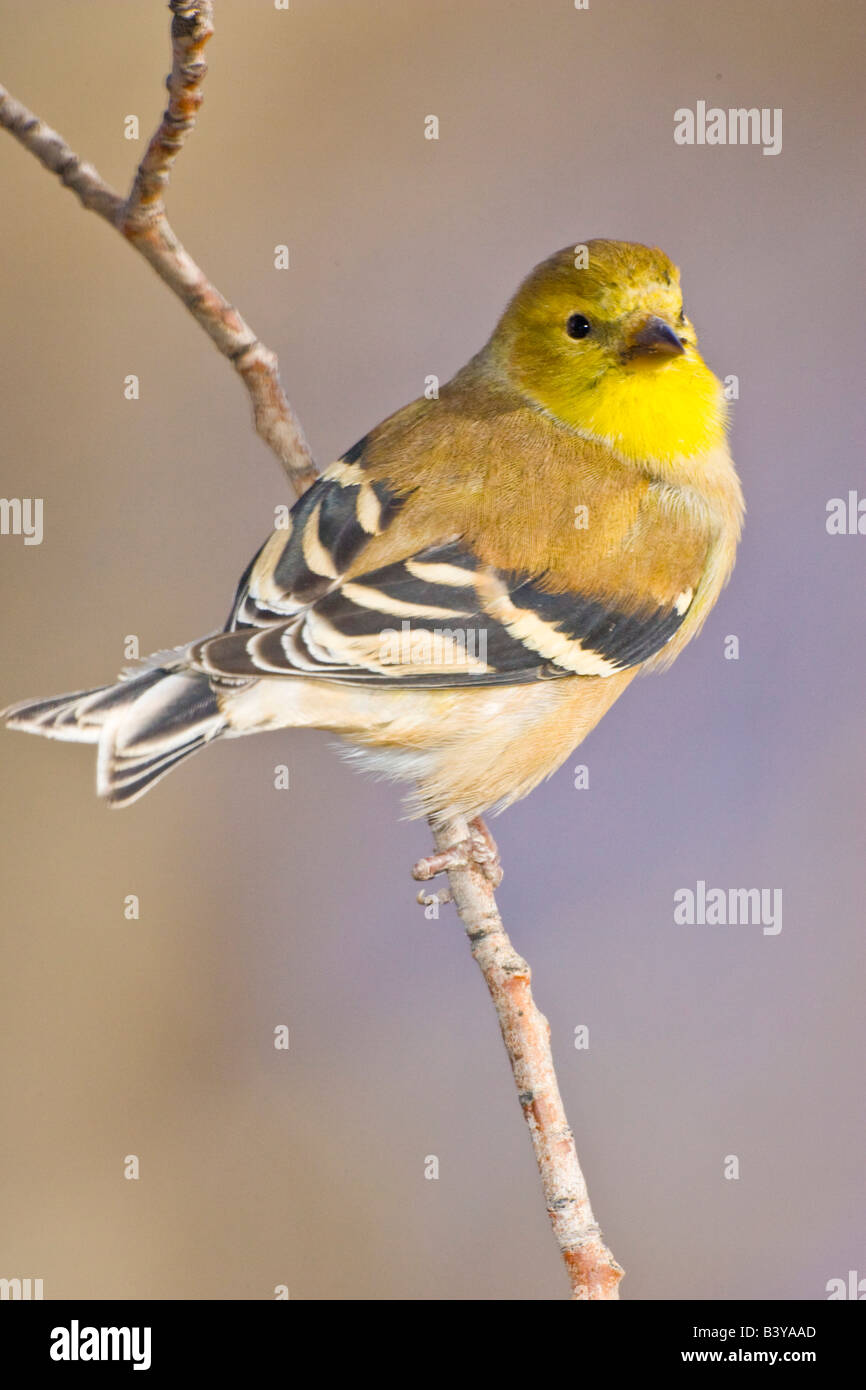 USA, Colorado, Frisco. Portrait of male American goldfinch in ...