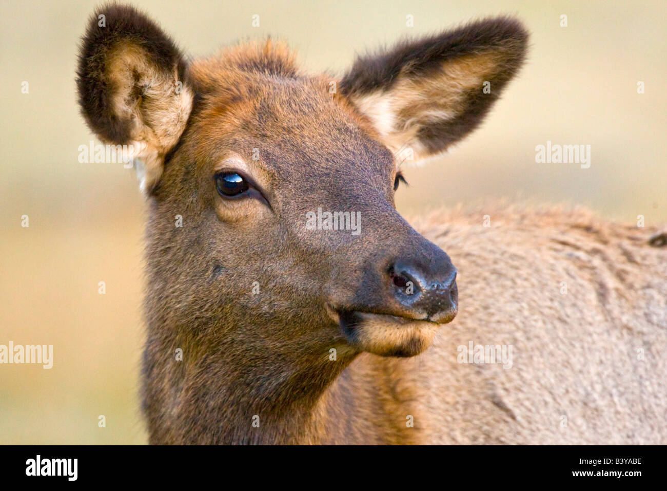 USA, Colorado, Rocky Mountain National Park. Portrait of female elk ...