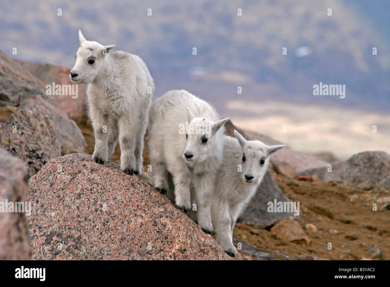 USA, Colorado, Mt. Evans. Three mountain goat kids on rock Stock Photo ...
