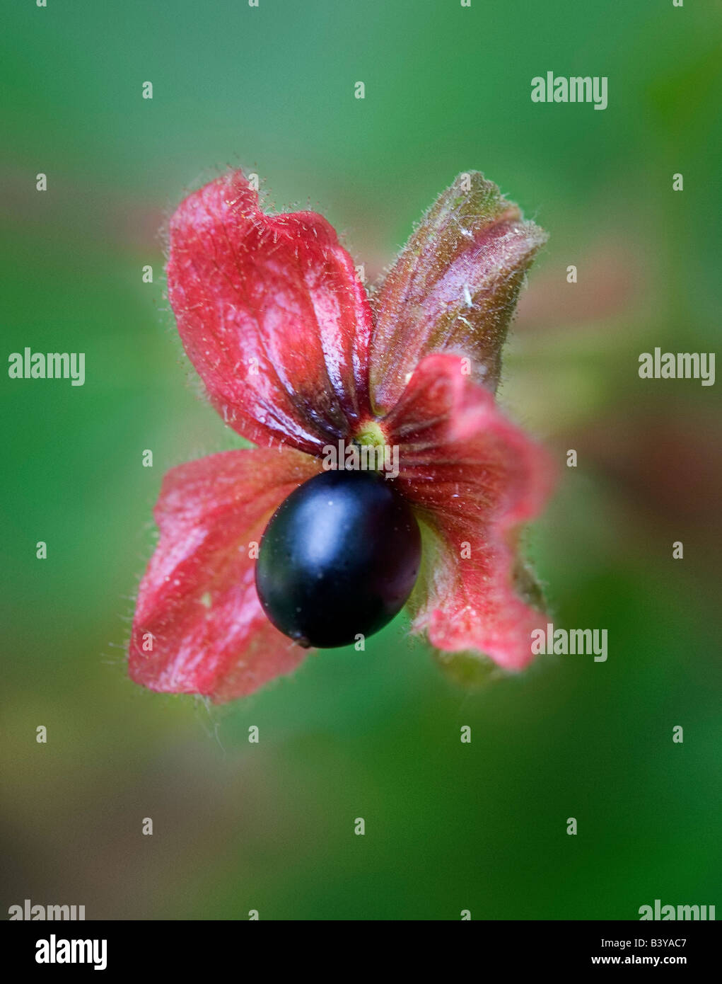 USA, Colorado. Black twinberry bract and berry along a roadside Stock ...
