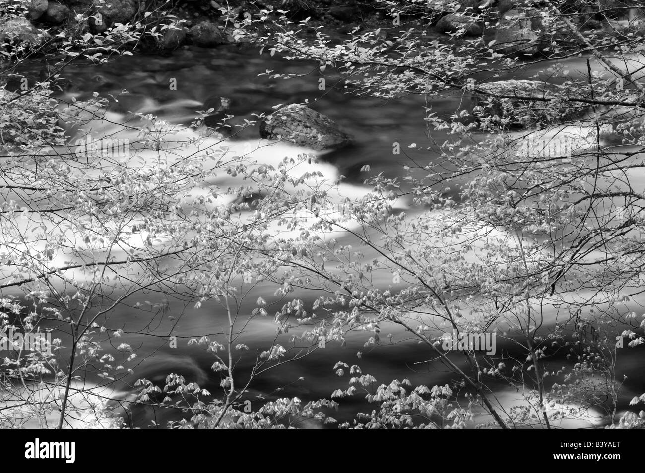 Green forest on river Black and White Stock Photos & Images - Alamy
