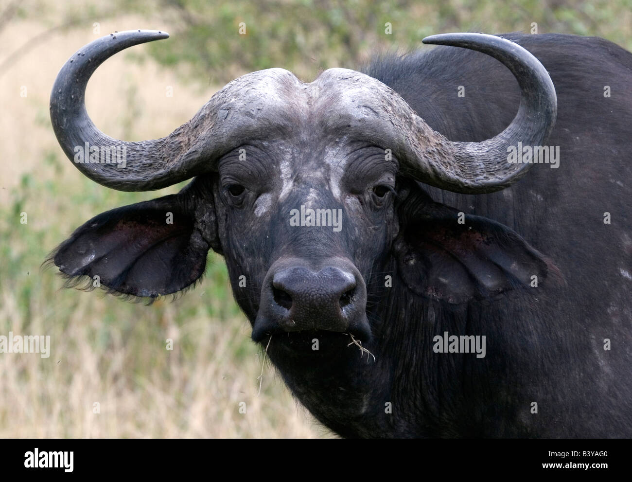 Water Buffalo, portrait Stock Photo - Alamy