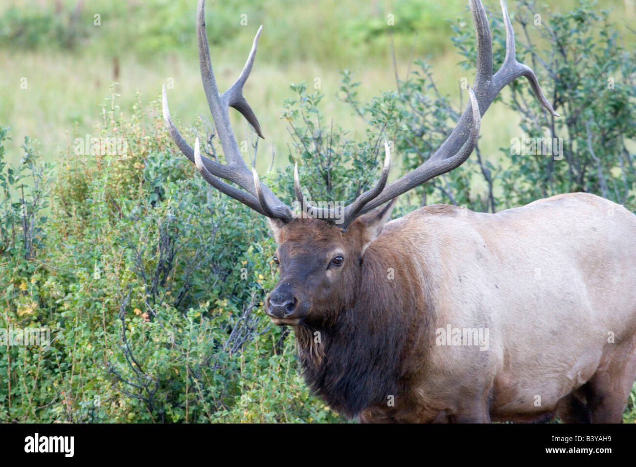 North America - USA - Colorado - Rocky Mountain National Park. Wapiti ...