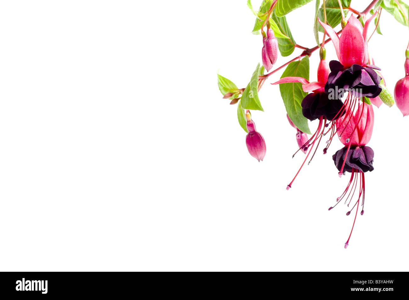 A fuchsia plant isolated on a white background Stock Photo - Alamy