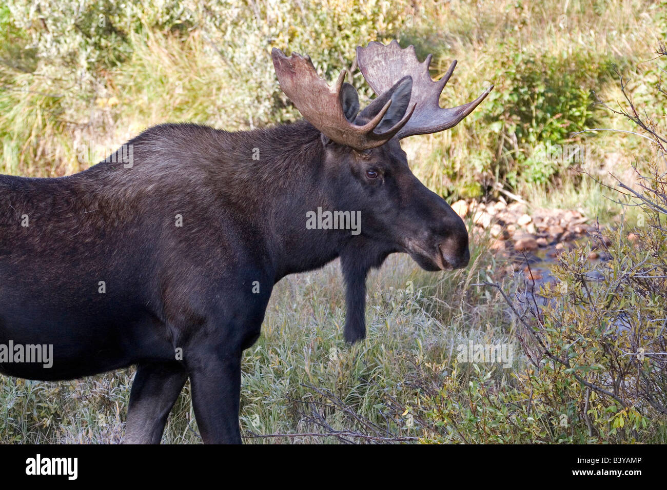 North America - USA - Colorado - Rocky Mountain National Park. Bull ...