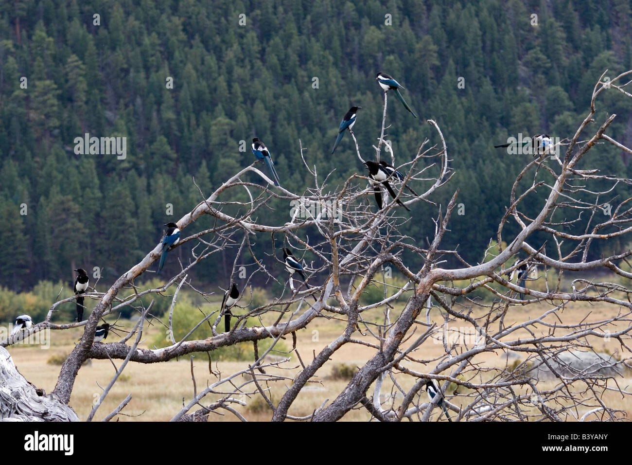 North America - USA - Colorado - Rocky Mountain National Park. Black ...