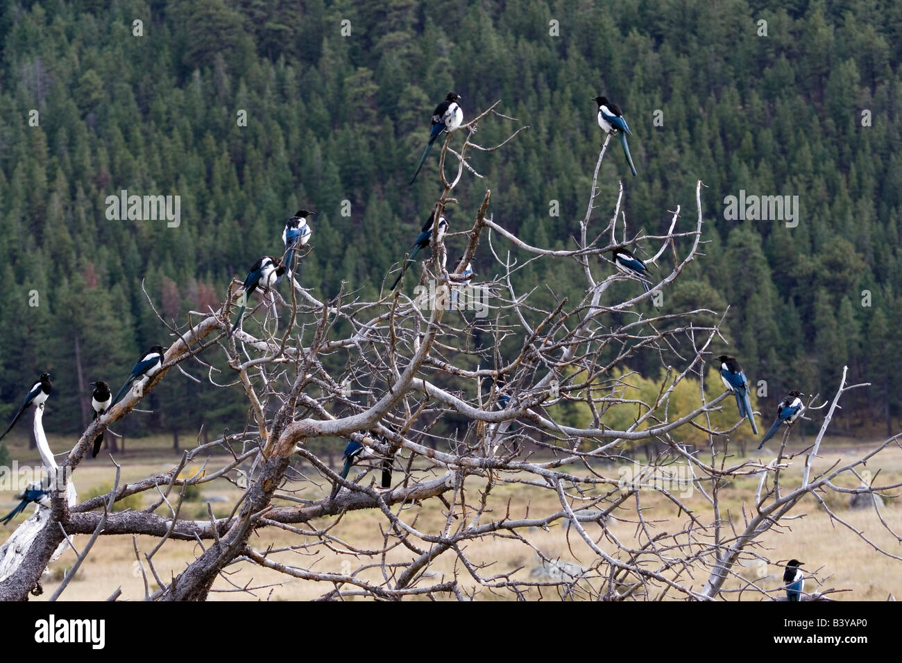 North America - USA - Colorado - Rocky Mountain National Park. Black ...