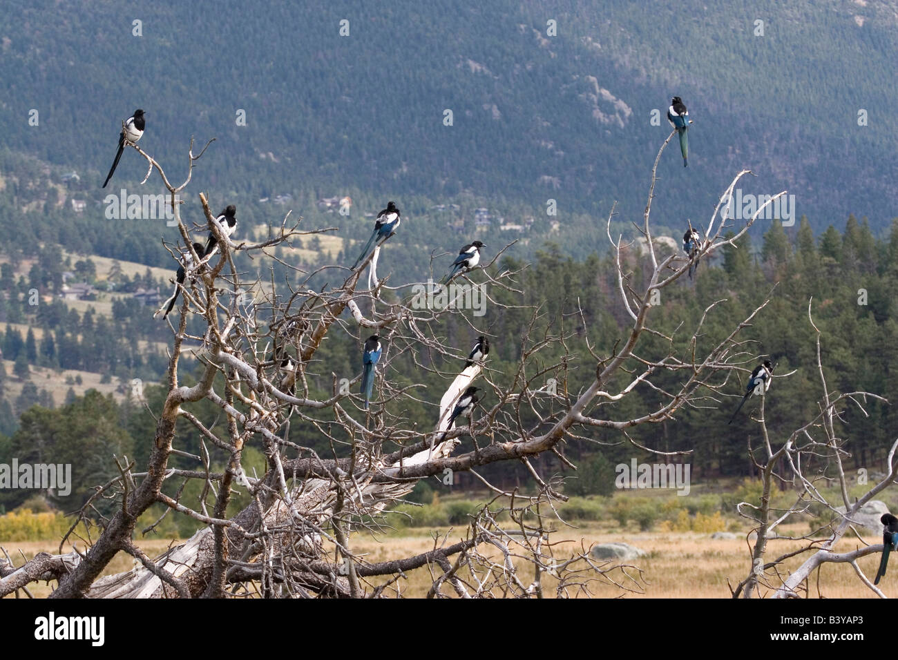 North America - USA - Colorado - Rocky Mountain National Park. Black ...