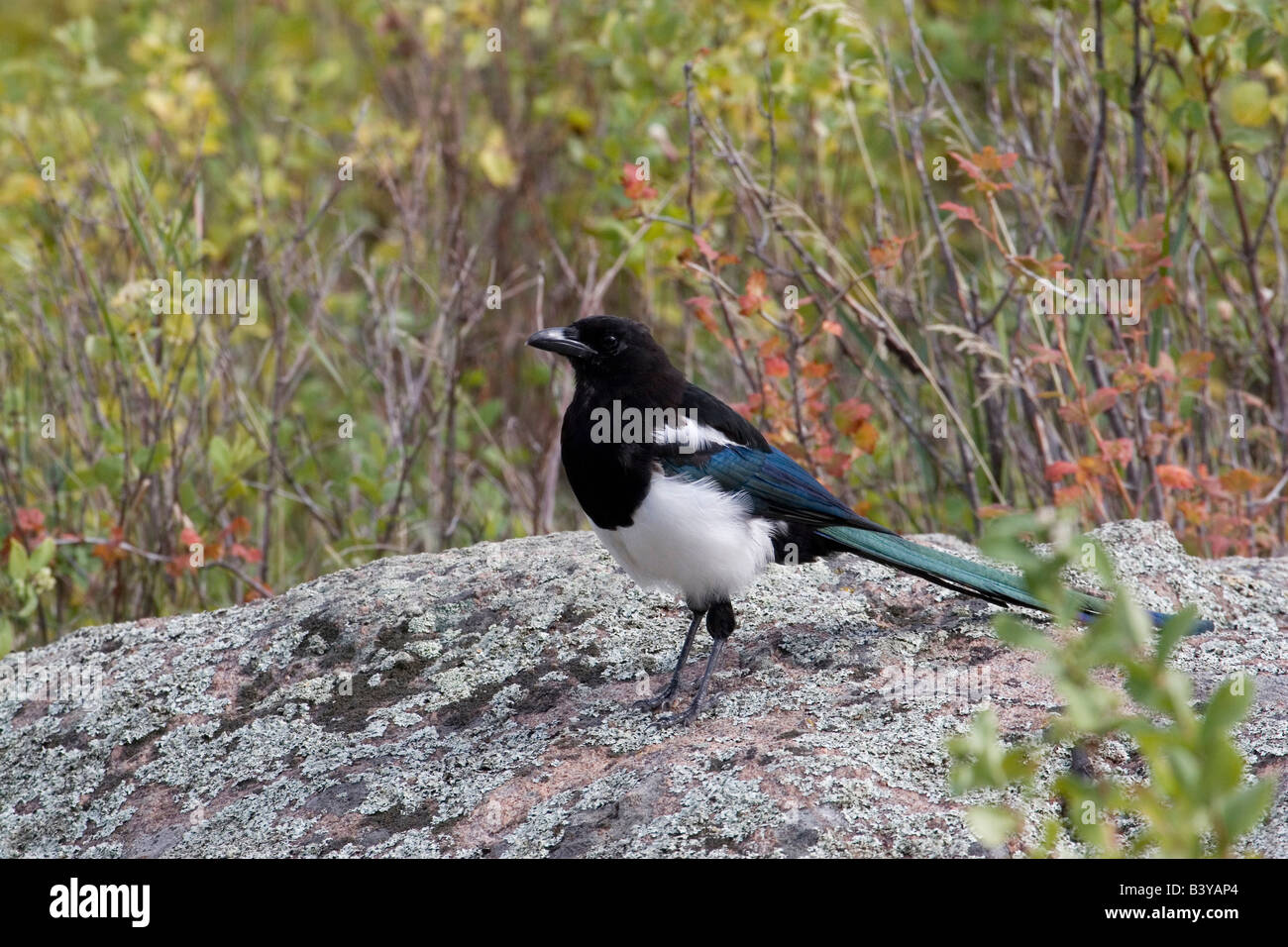 North America - USA - Colorado - Rocky Mountain National Park. Black ...