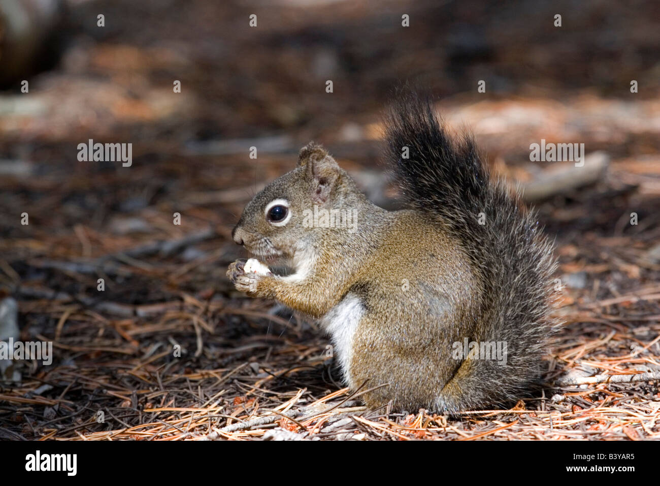 Colorado Squirrel Identification