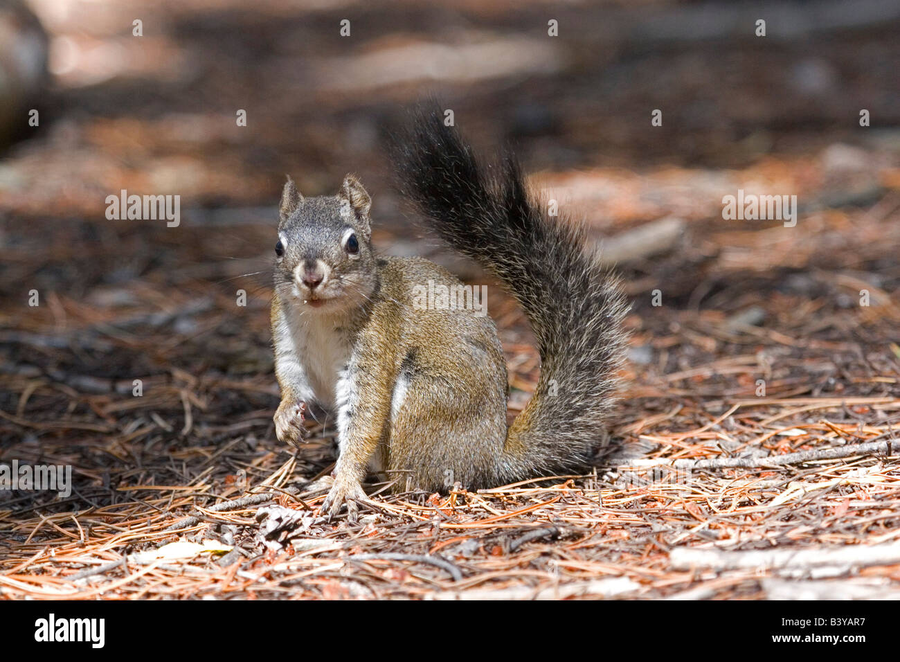 North America - USA - Colorado - Rocky Mountain National Park. Red ...