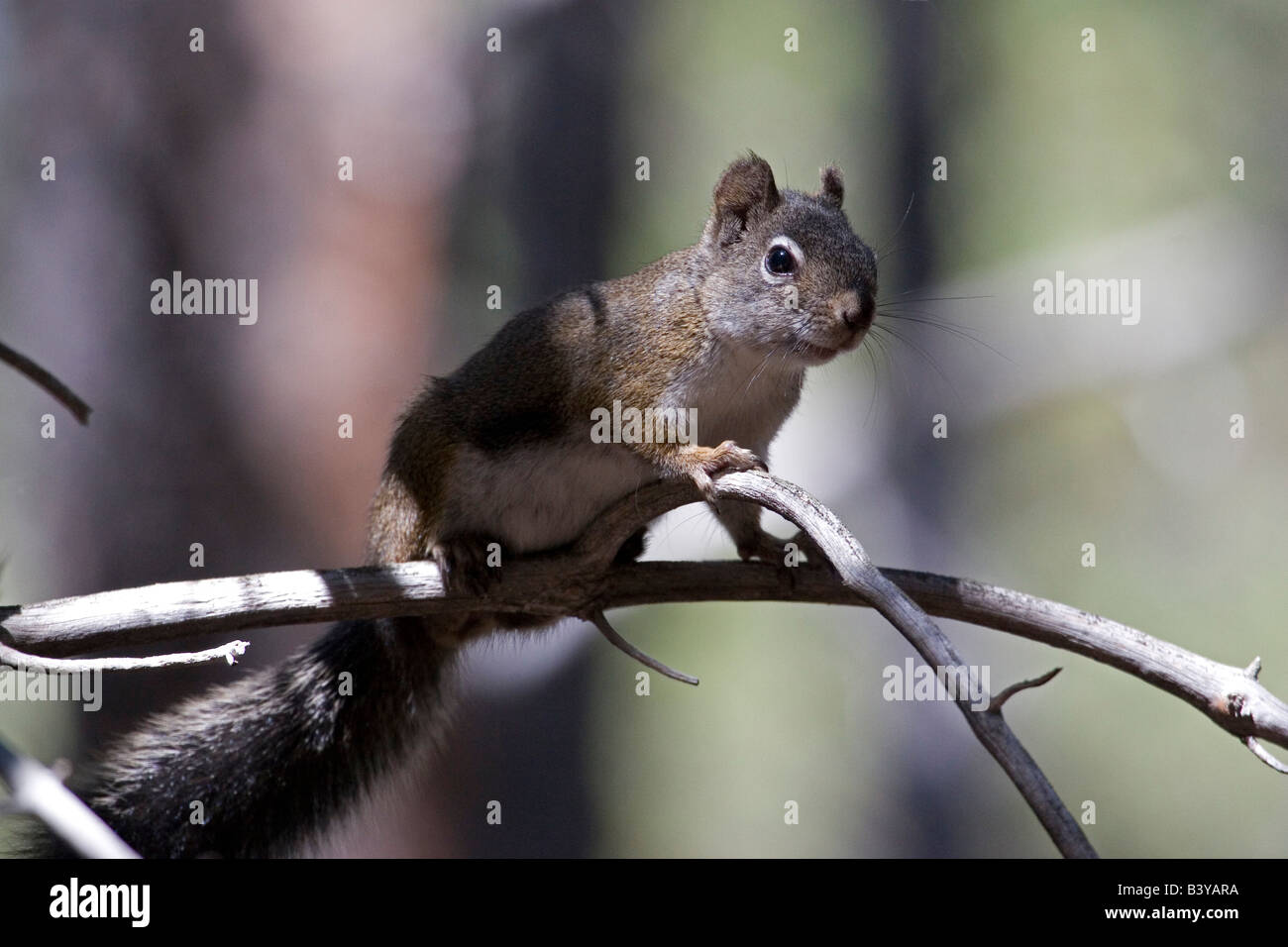North America - USA - Colorado - Rocky Mountain National Park. Red ...