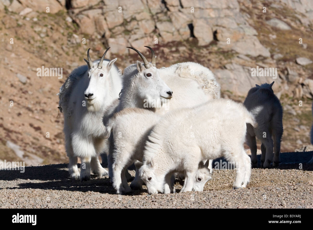 North America - USA - Colorado - Rocky Mountains - Mount Evans ...
