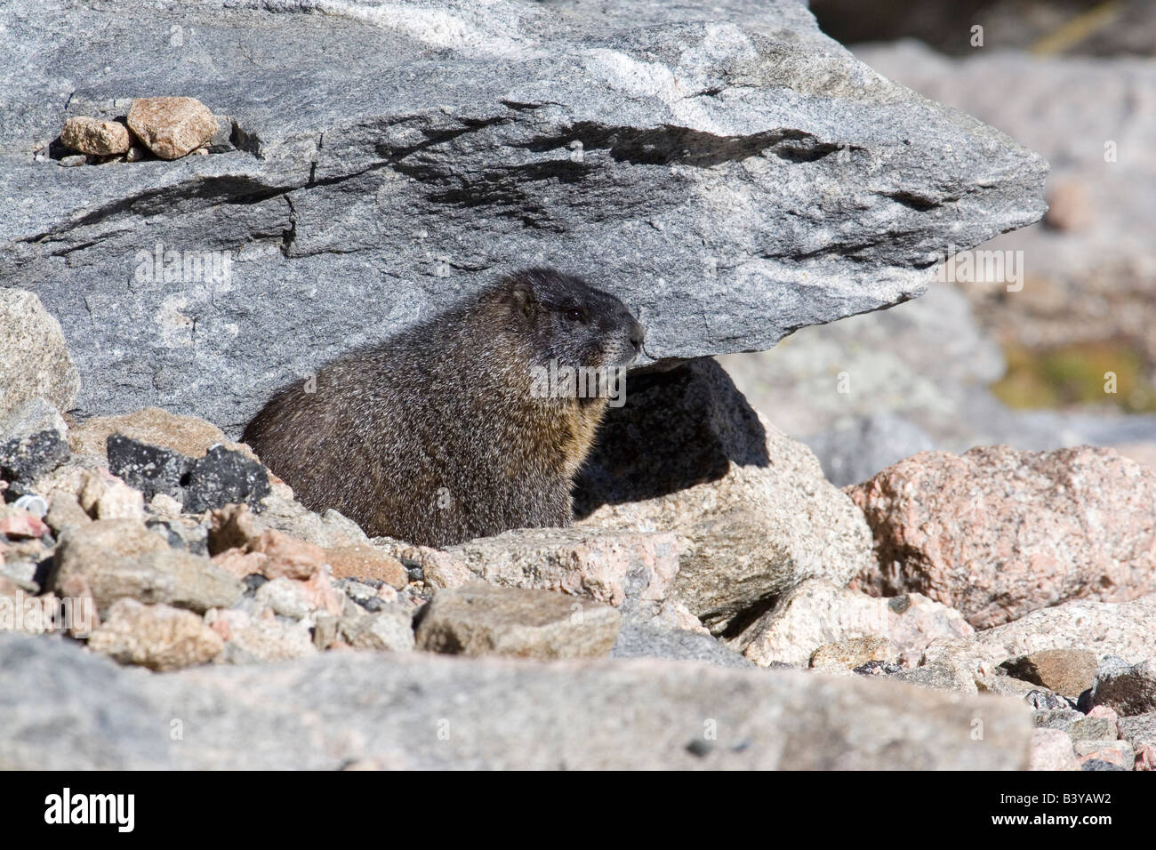 North America - USA - Colorado - Rocky Mountains - Mount Evans. Yellow ...