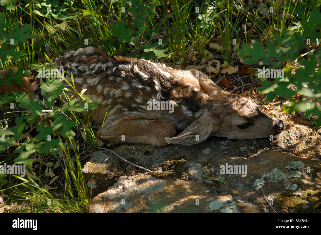 Mule Deer Faun Stock Photo - Alamy