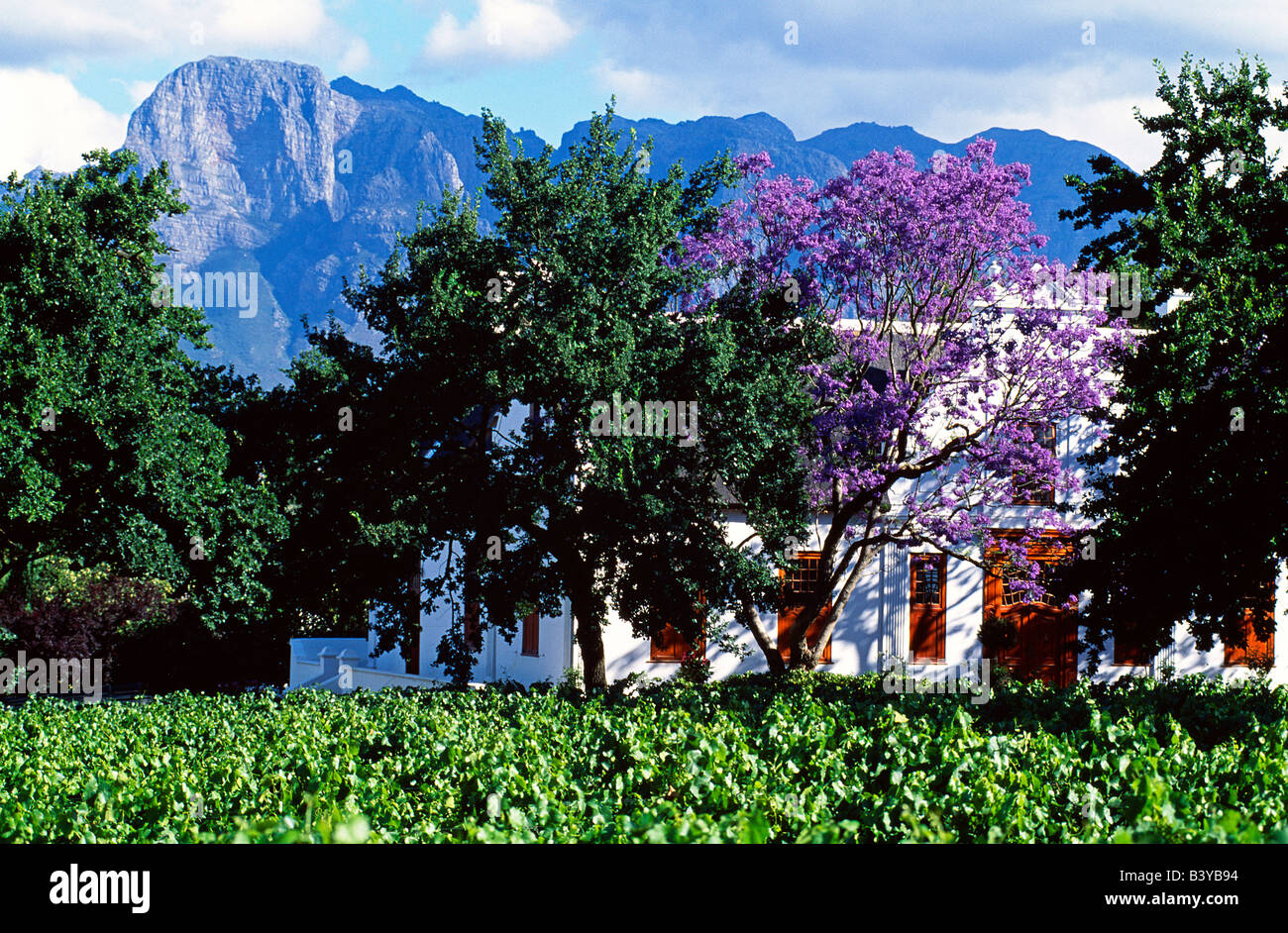Grapes tree farm south africa hi-res stock photography and images - Alamy