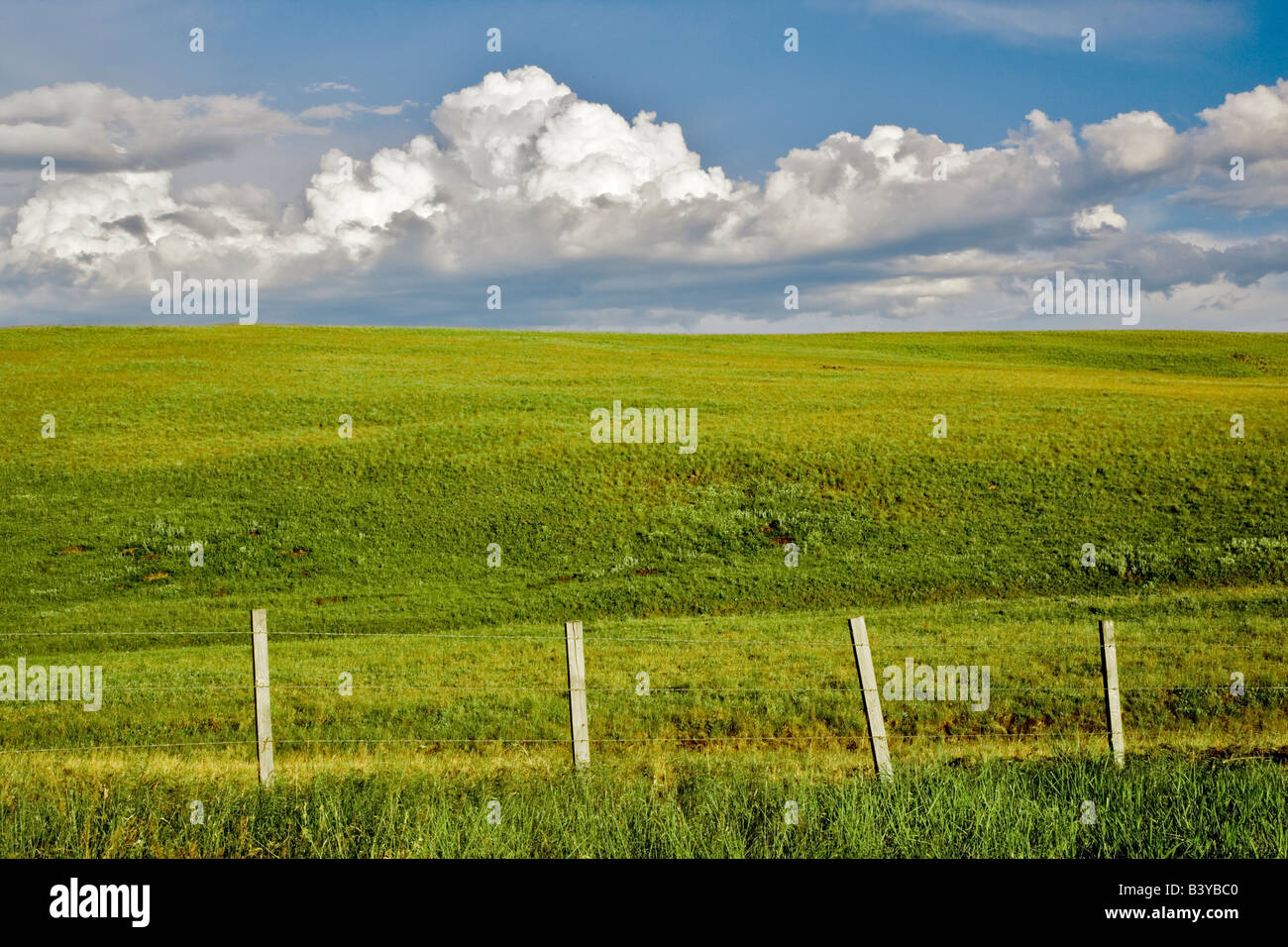 Pasture grasses hi-res stock photography and images - Alamy