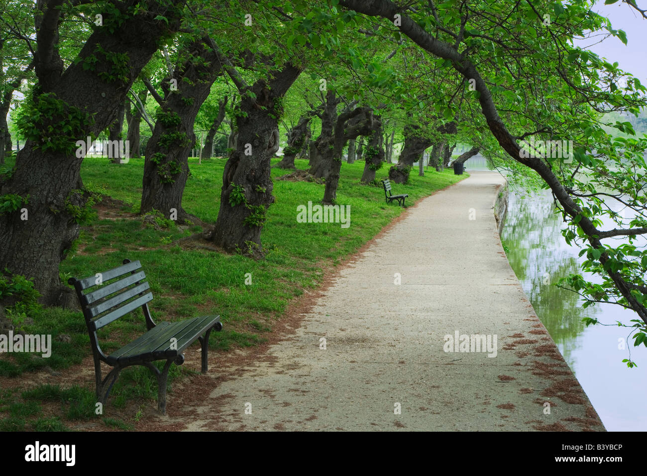 USA, Washington, D.C. Cherry trees line a walkway along the Tidal Basin ...