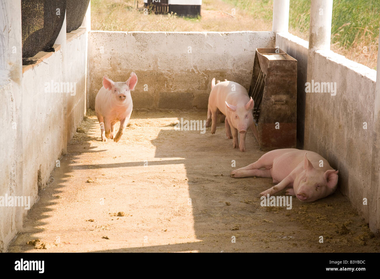 Pigs In Sty High Resolution Stock Photography and Images - Alamy